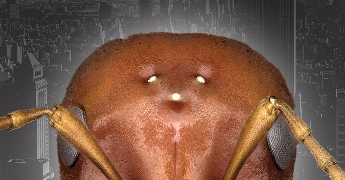The Ant Expert